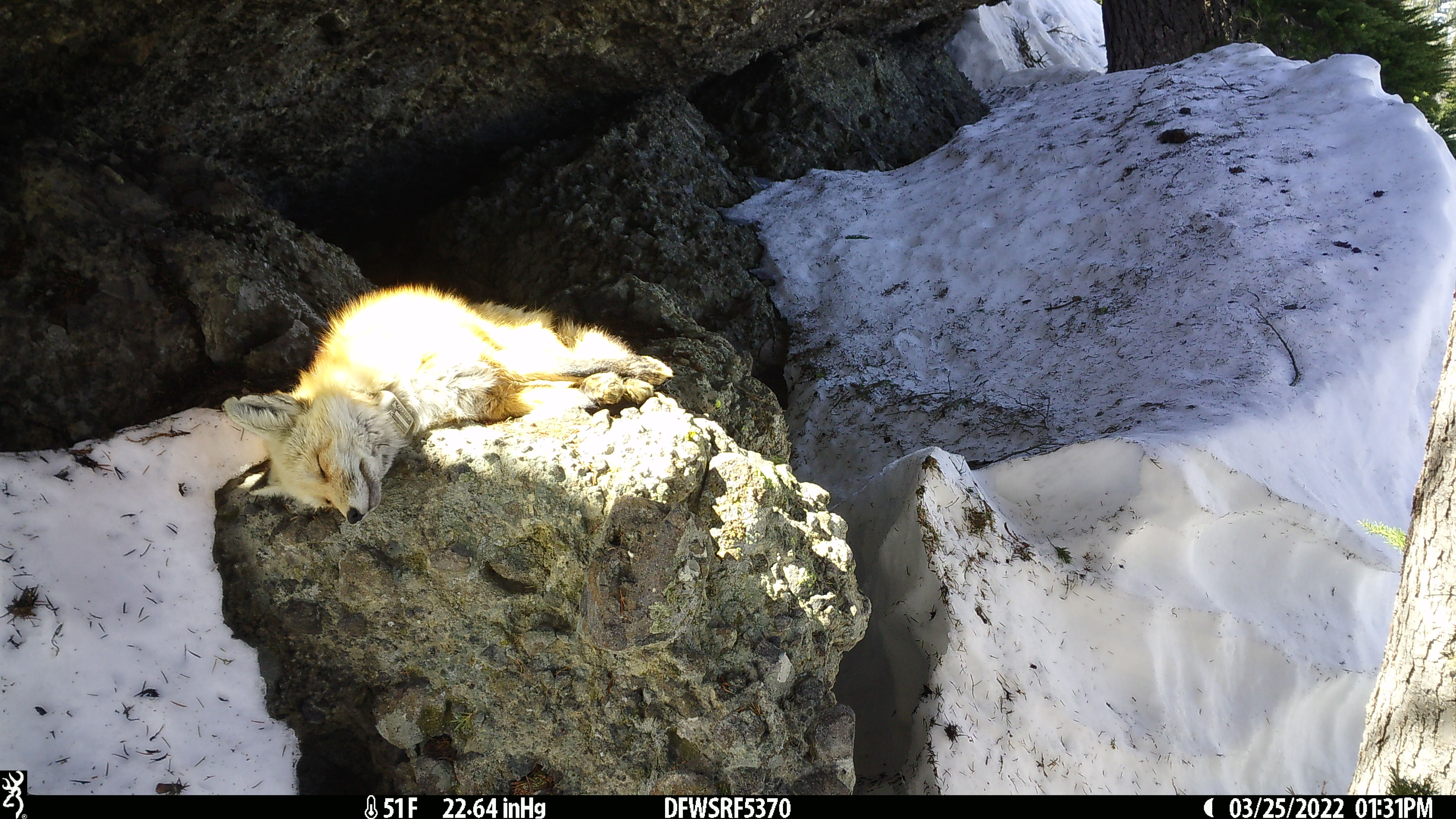 Genetic Rescue for Rare Red Foxes? | UC Davis