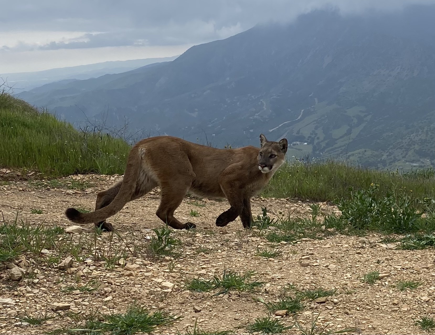 Report: Roadkill a ‘Preventable Natural Disaster’ | UC Davis