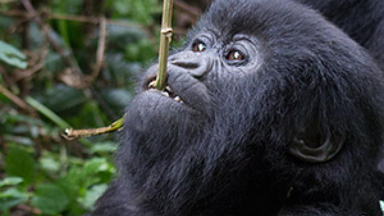 How Gorilla and Monkey Snacks Solve a Big Problem | UC Davis