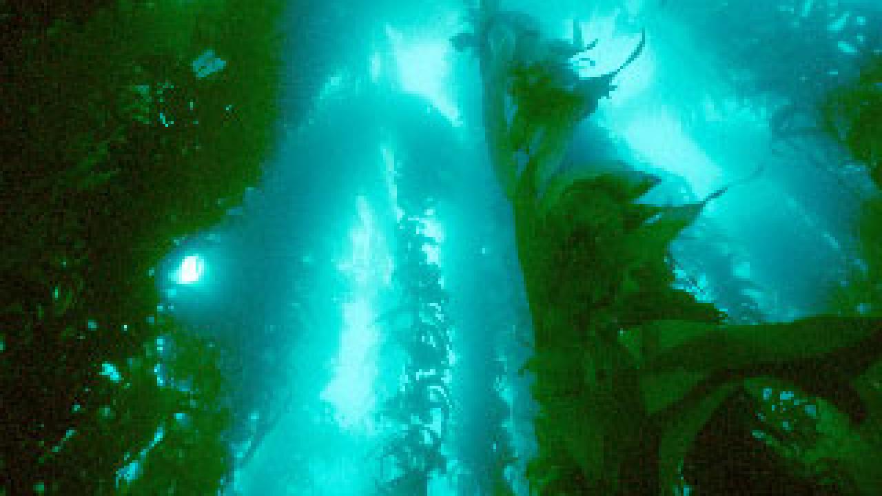 California's Ancient Kelp Forest | UC Davis