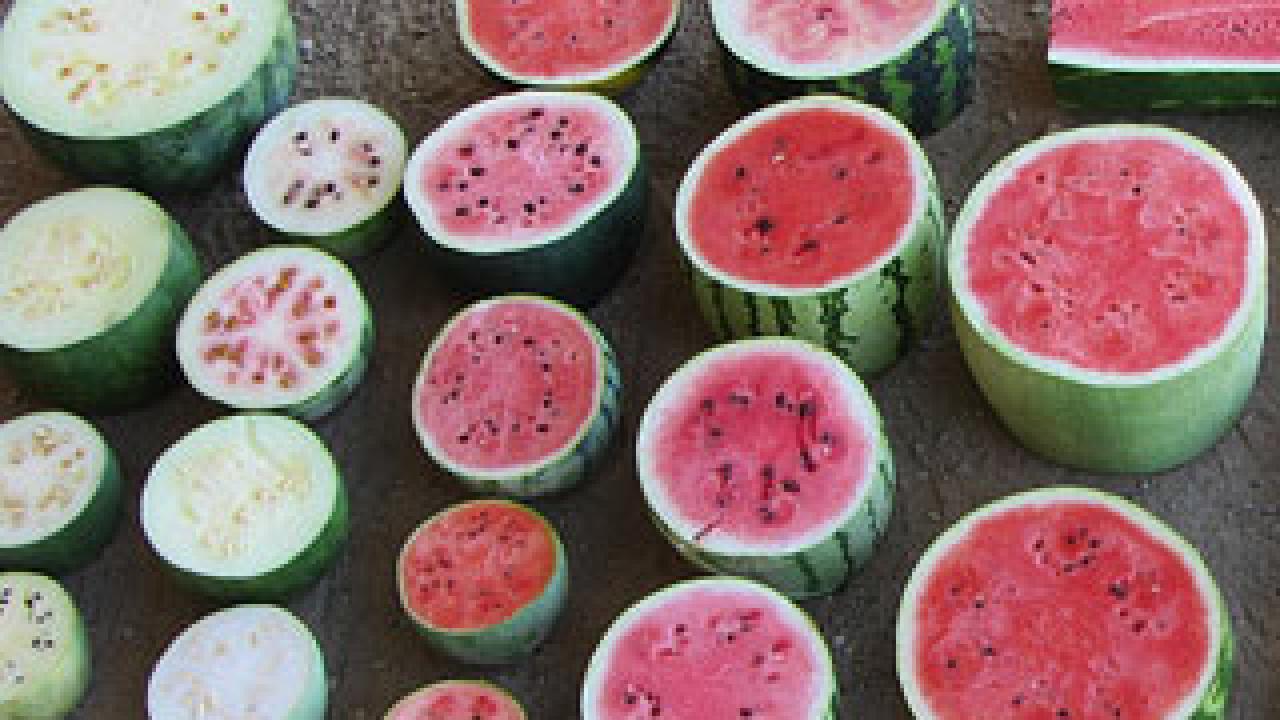 Watermelon genome gives clues to disease resistance, plant vascular ...