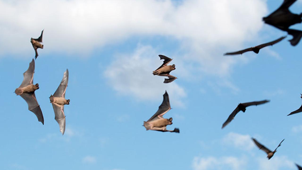 Debunking Myths About Bats | UC Davis