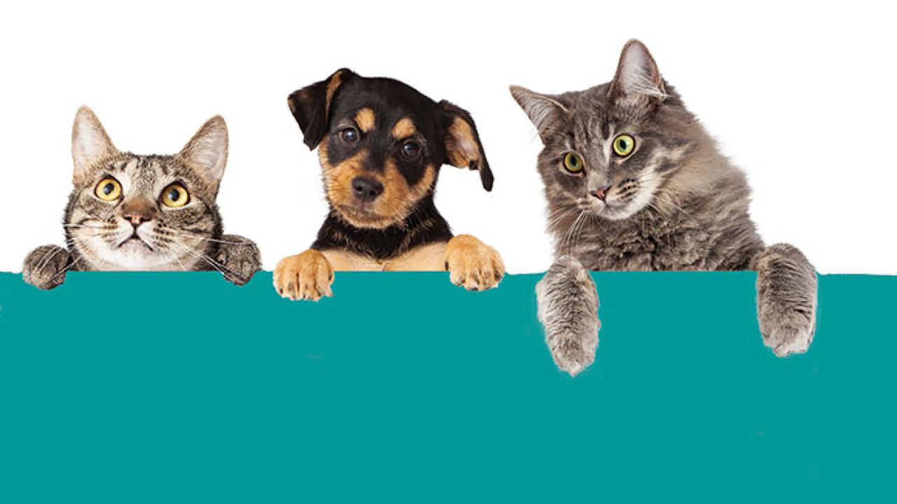 Tips to Make Your Animals More Comfortable at the Vet | UC Davis
