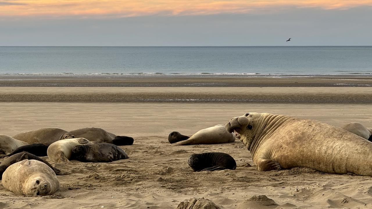 Avian Influenza Major Setback for Patagonian Seals | UC Davis