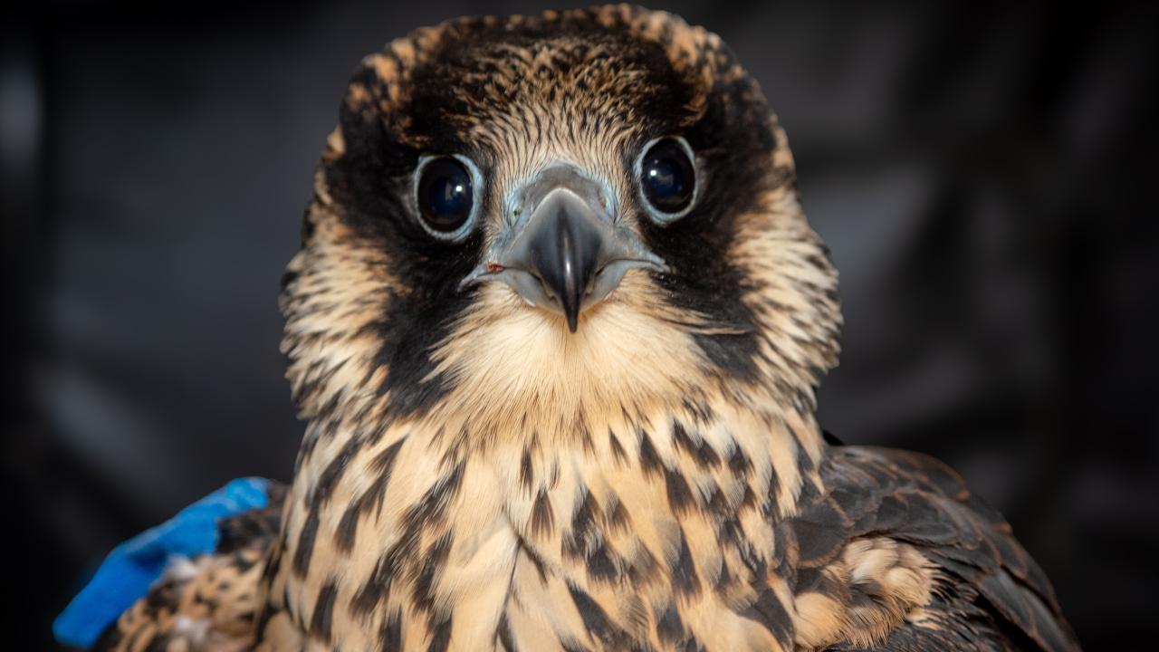 Peregrine Falcon ‘Nox’ Passes | UC Davis