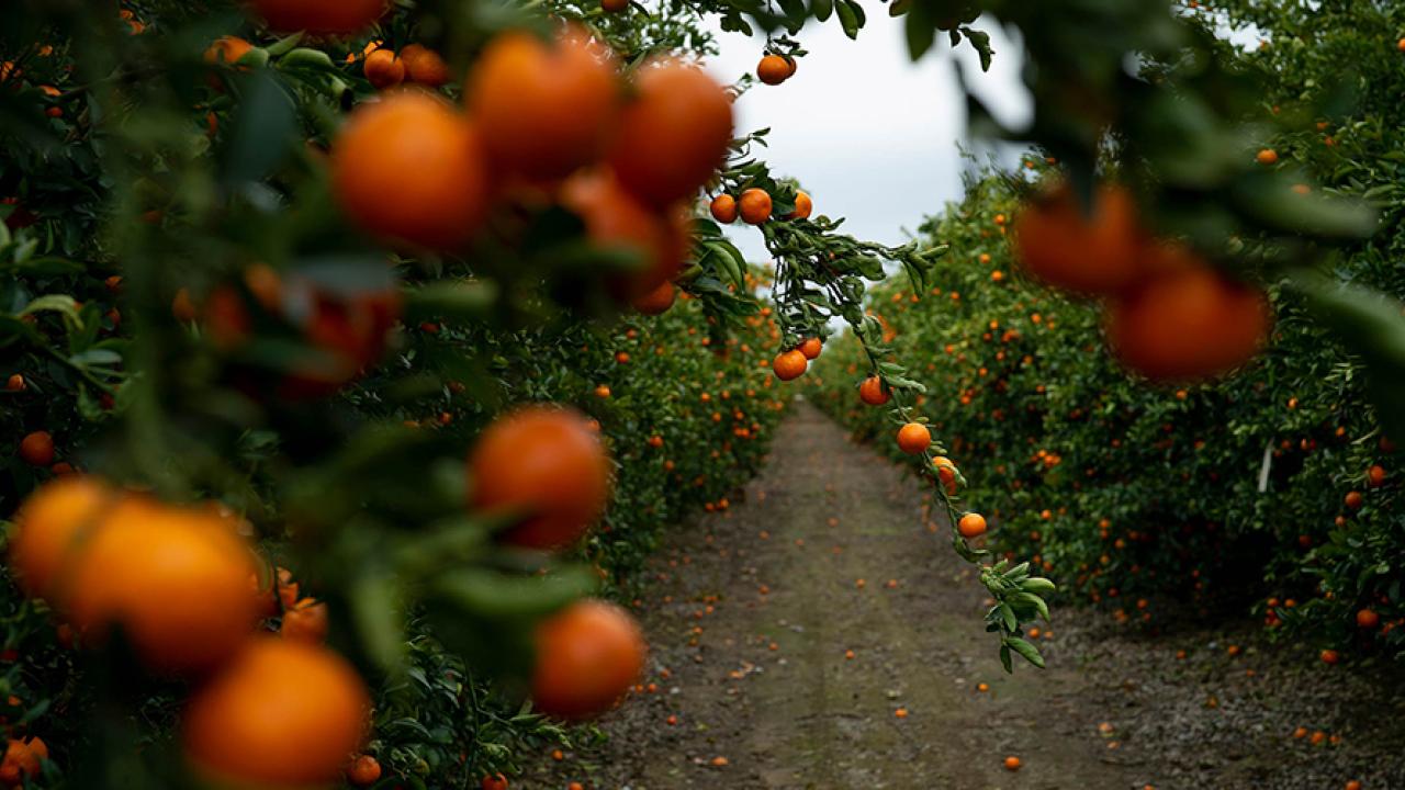 Can Science Save Citrus from Citrus Greening? | UC Davis